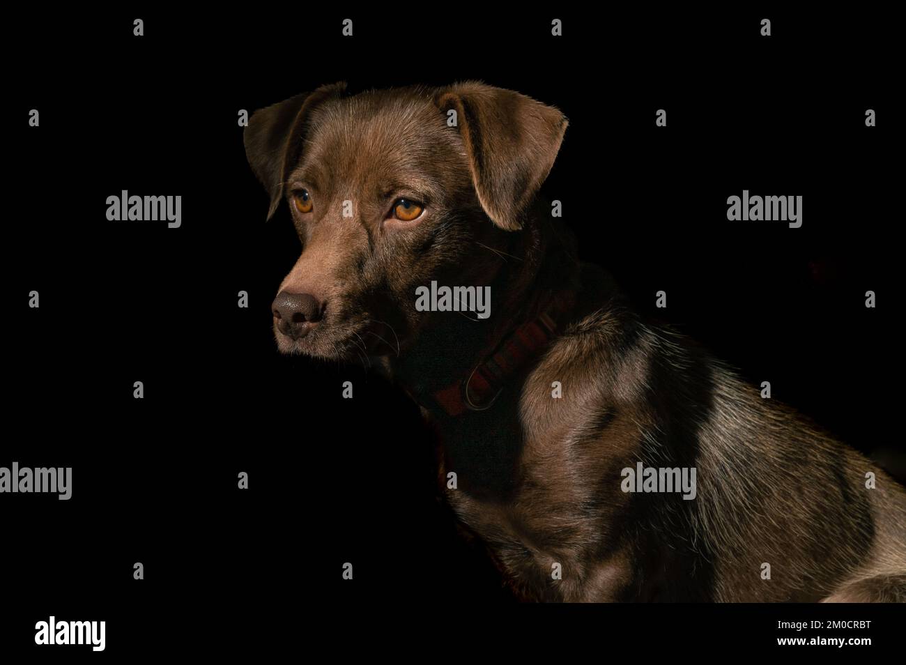 Dramatic portrait of a dog on black background. Cute brown dog over ...