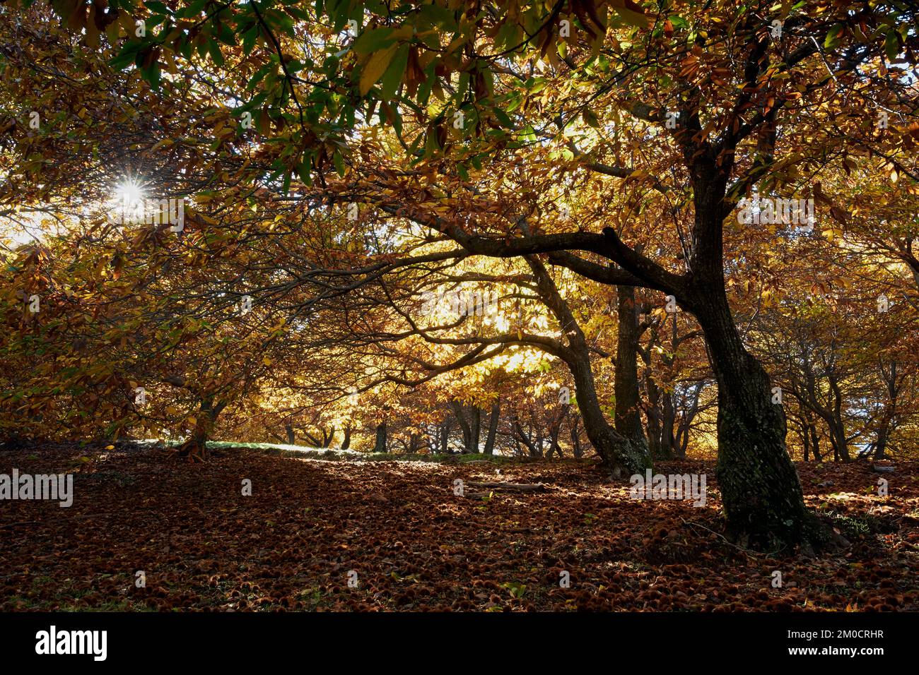 Castanar en otono hi-res stock photography and images - Alamy