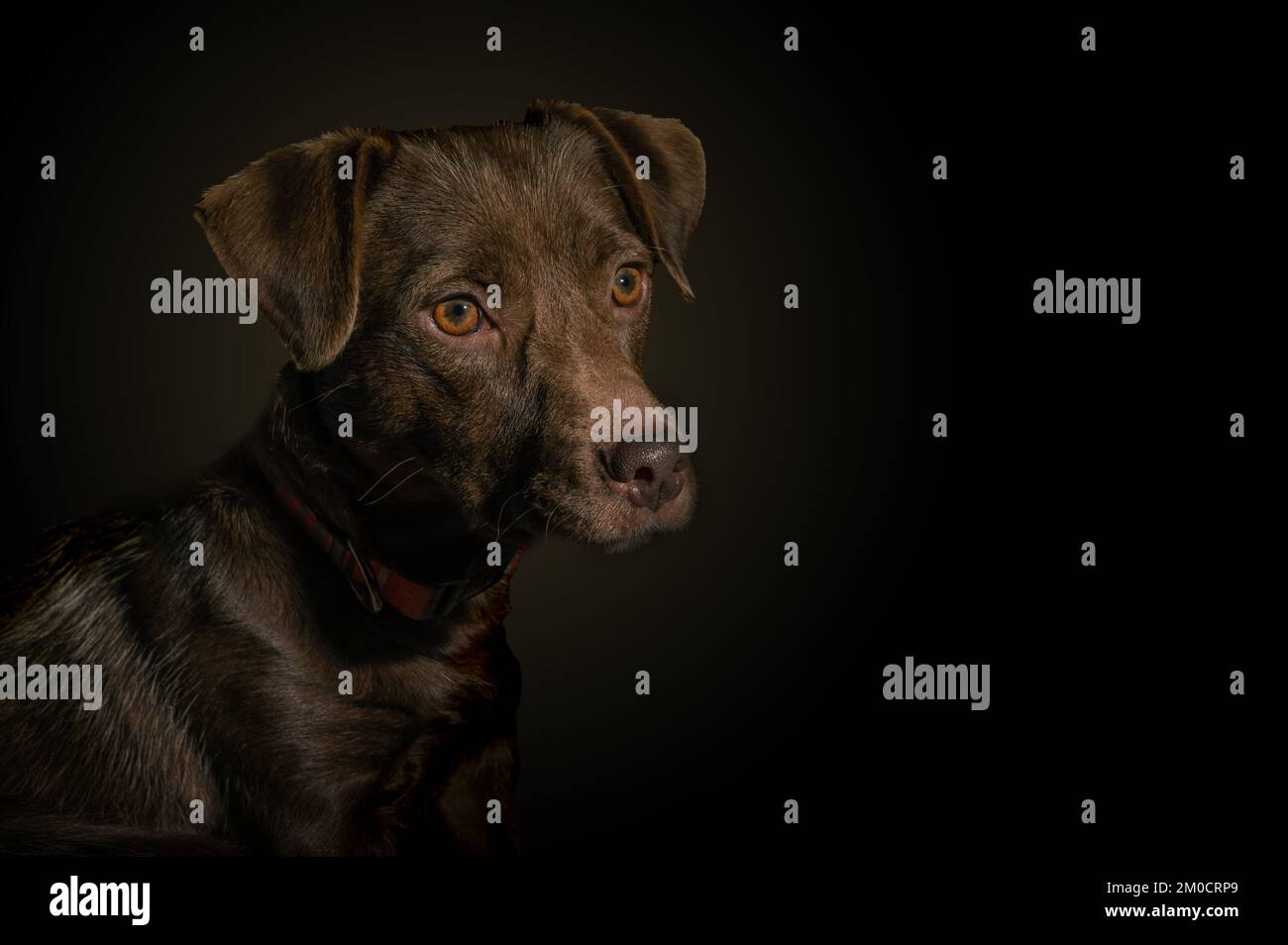 Dramatic portrait of a dog on black background. Cute brown dog over ...