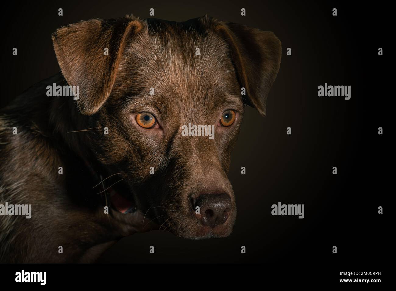 Dramatic portrait of a dog on black background. Cute brown dog over ...