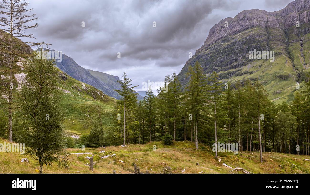 The beautiful view of Glen Coe with lush larch trees and gray clouds ...