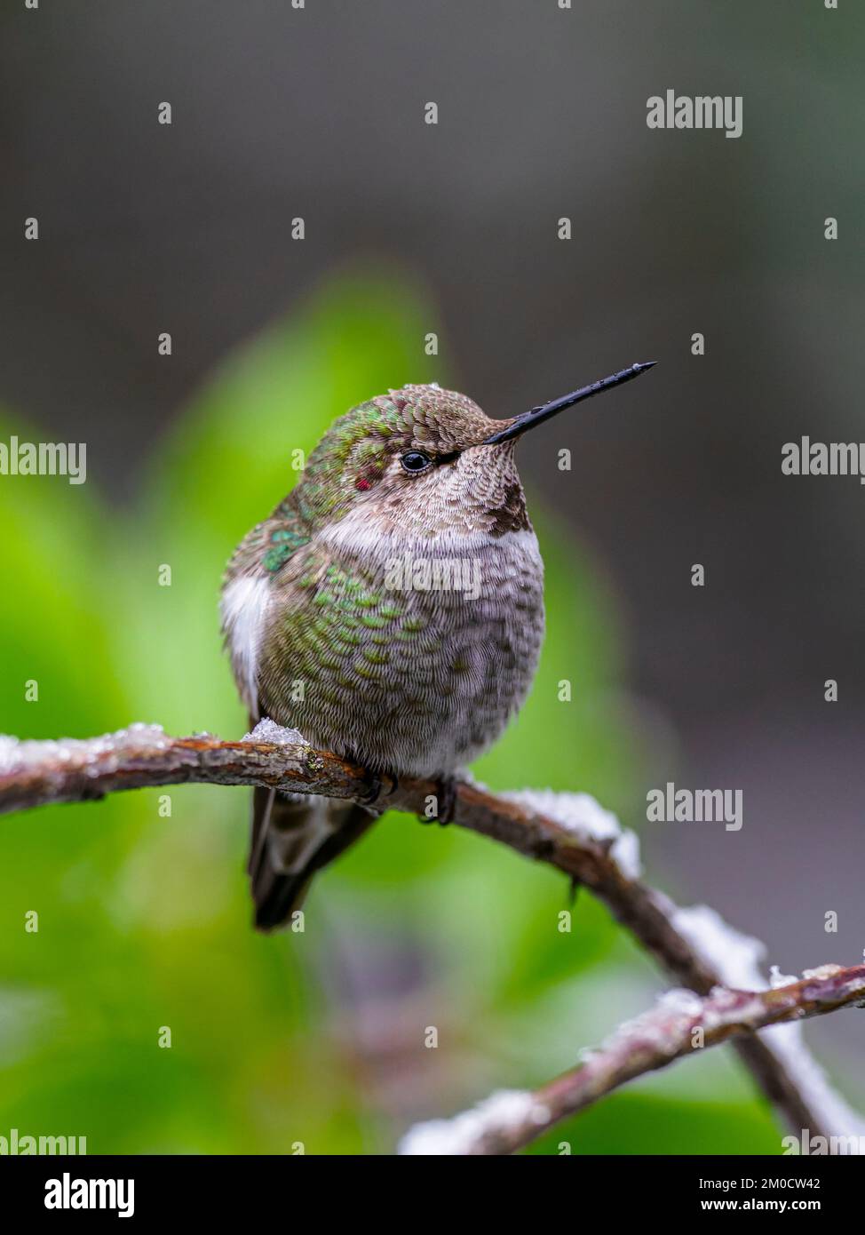 A male Anna's Hummingbird (Calypte anna) perched on a branch Stock ...