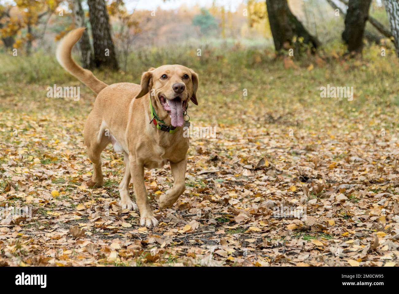 Mixed breed cute foxy dog running in the forest in autumn. Adopted pets ...