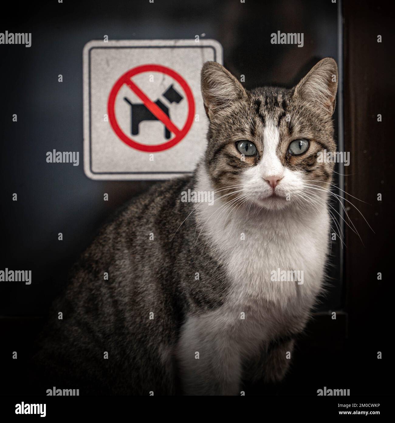 Sitting cat pictogram hi-res stock photography and images - Alamy