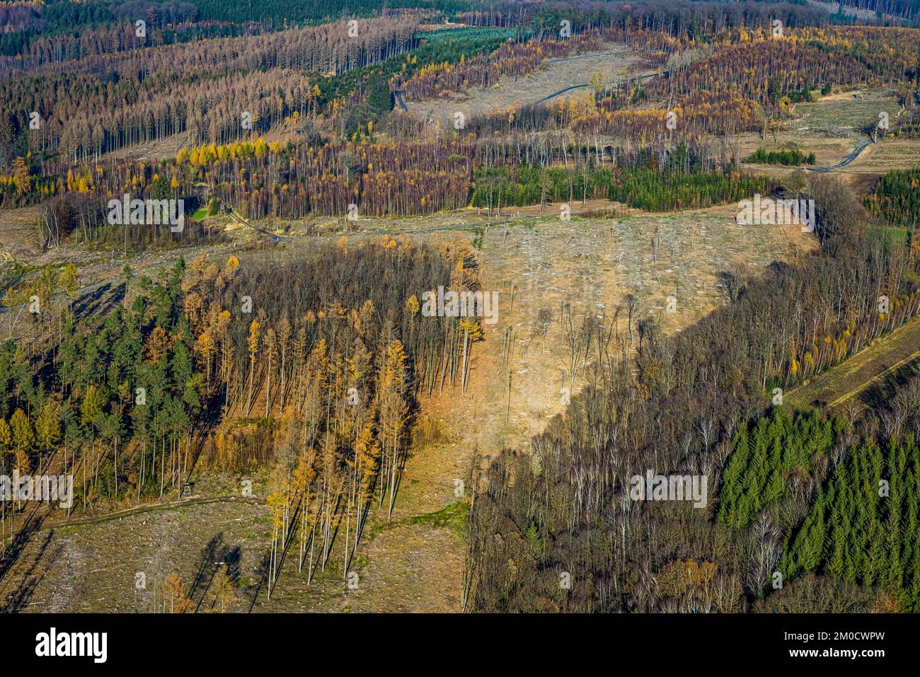 Alder swamps north of amecke landscape conservation area hi-res stock ...