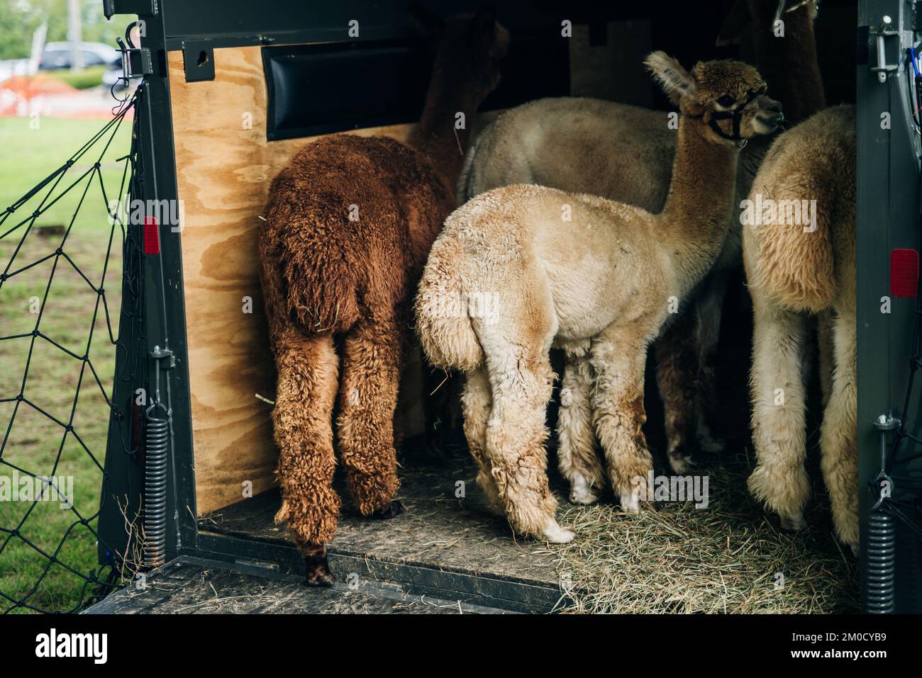 llamas alpaca with the baby in the barn of the farm. High quality photo ...