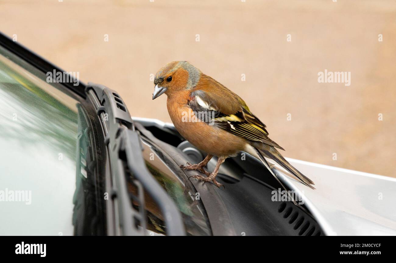 Birds and cars hi-res stock photography and images - Alamy