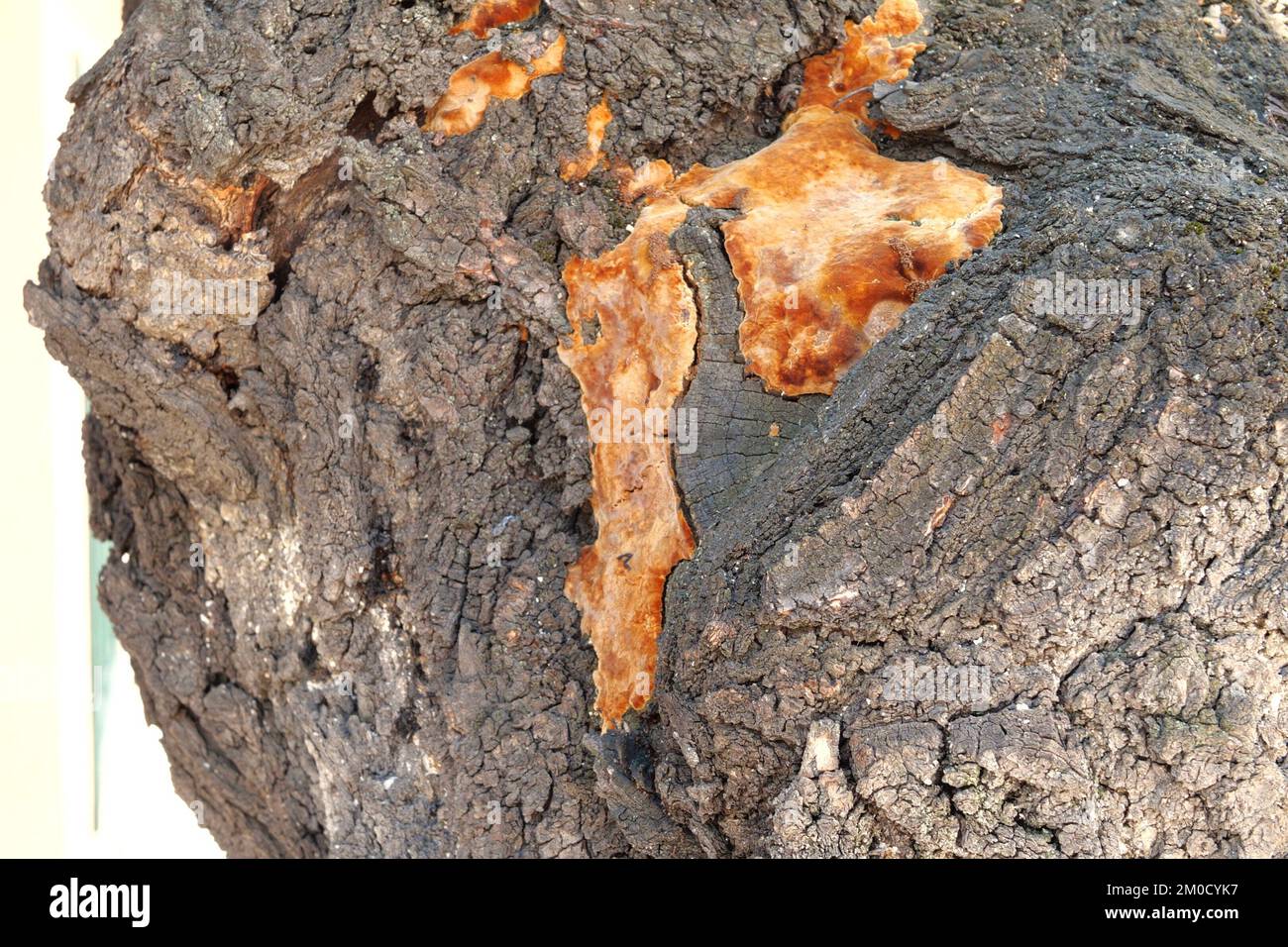 fungus on a tree trunk outdoor. Fungal disease. Close-up Stock Photo ...