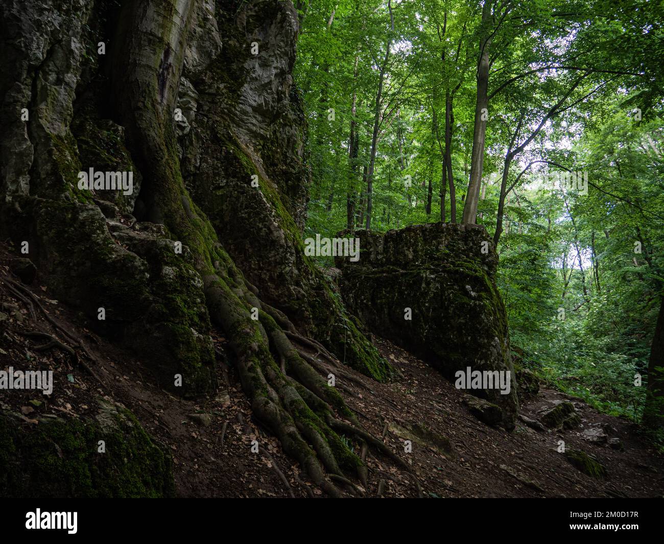 Tree roots creeping through rocks in european forest summer, light ...