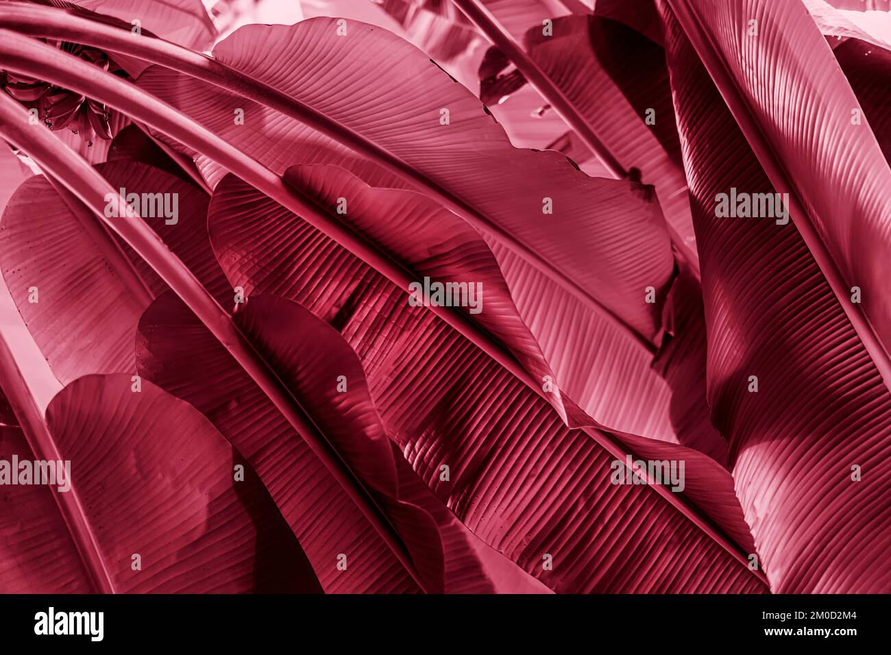 Tropical tree branches, banana leaves, foliage, exotic background. Viva ...