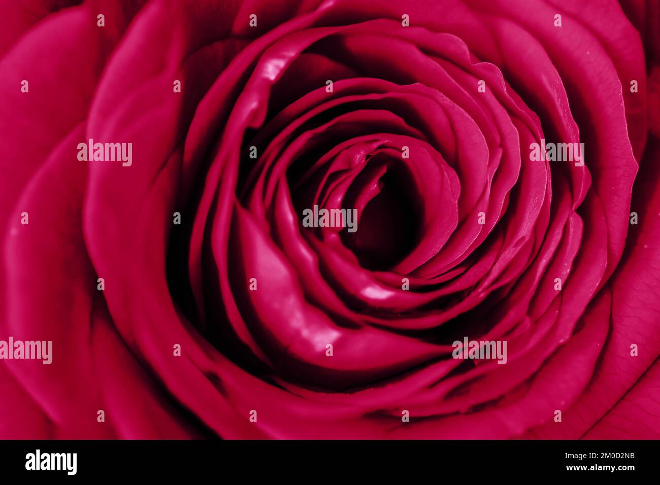 Close up of rose, soft modern nature background. Viva Magenta color ...