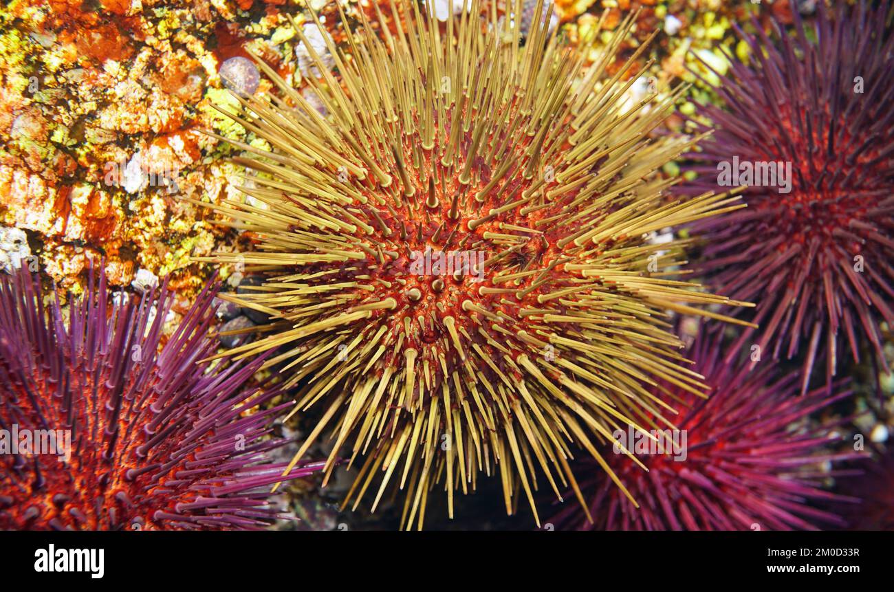 Sea urchin underwater, close-up of Paracentrotus lividus, Atlantic ...