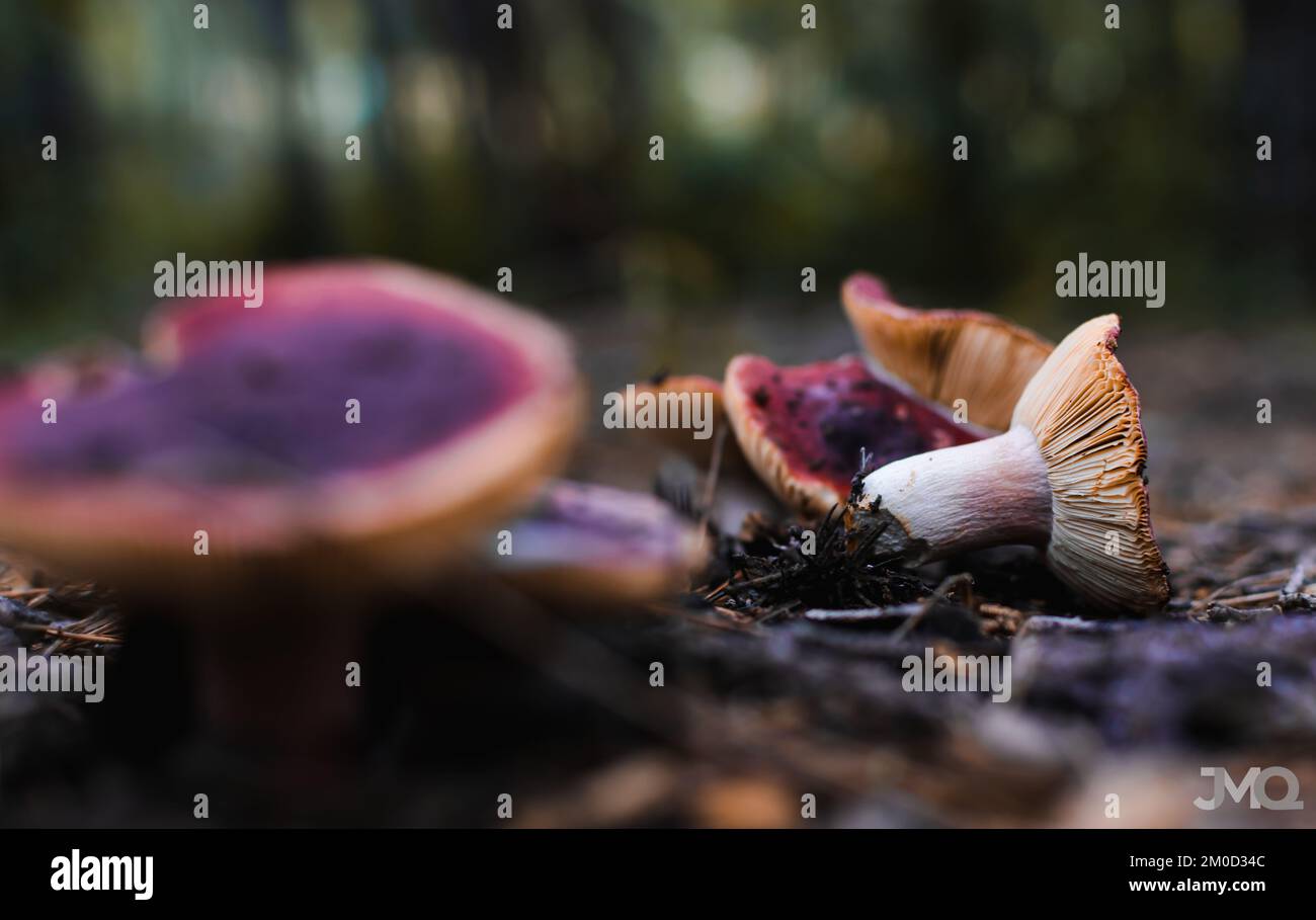 Rassula sanguinaria hi-res stock photography and images - Alamy