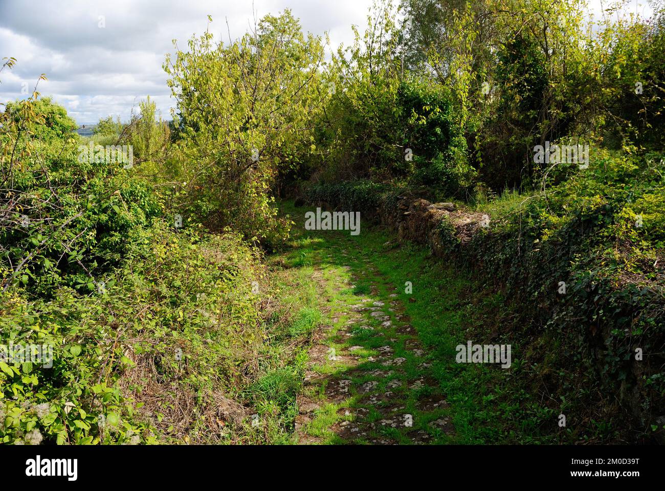 The path to nuragic spring Su Lumarzu in the medival village of Rebeccu ...