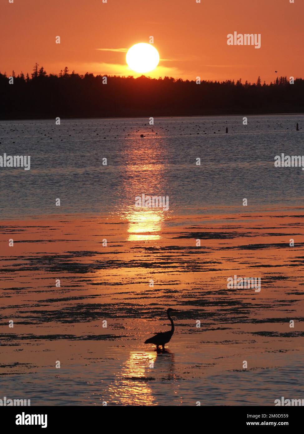 Wading in shallow lake hi-res stock photography and images - Alamy