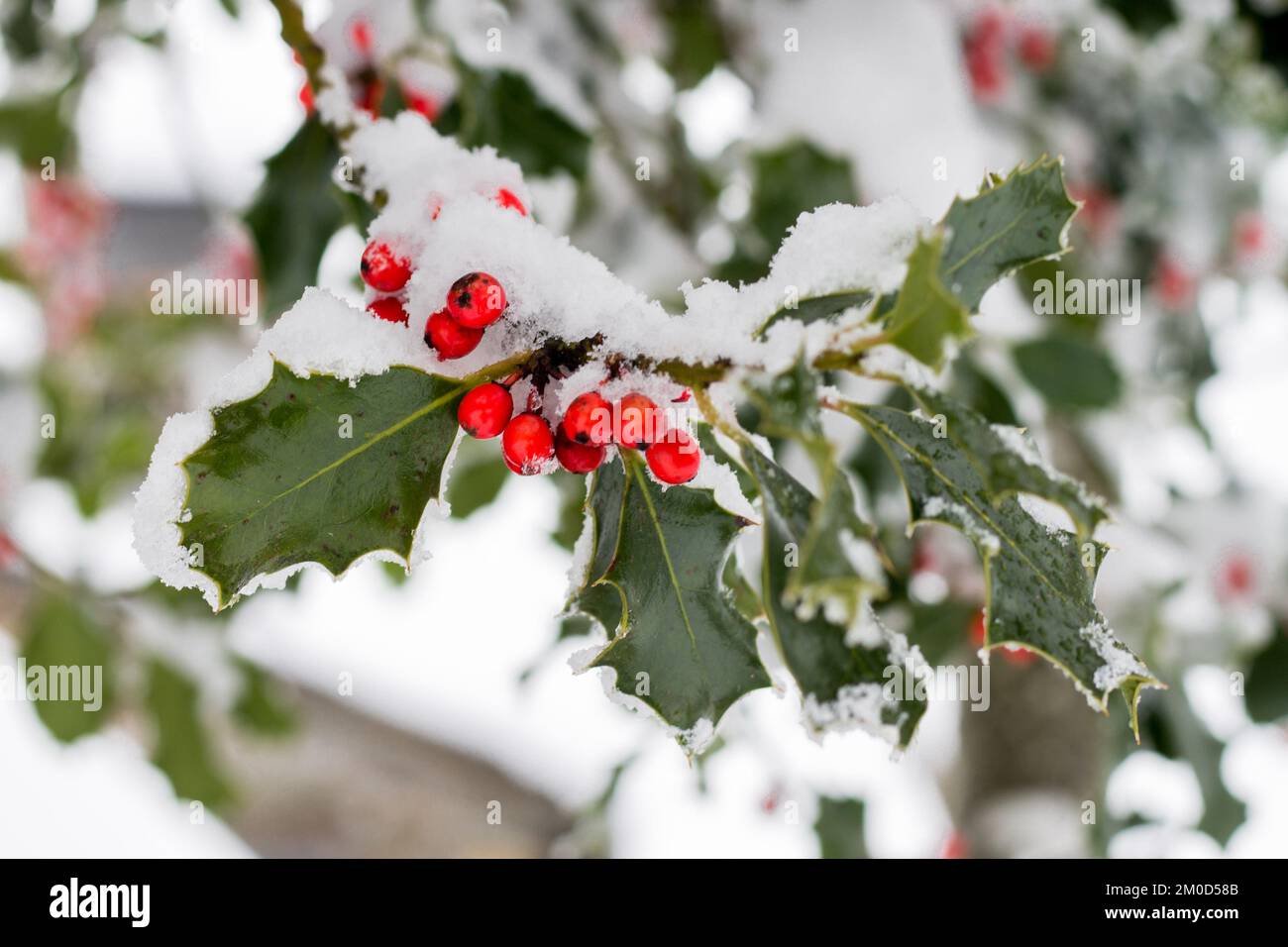 Holly (Ilex aquifolium) branch with its red berries and corvered wiht ...