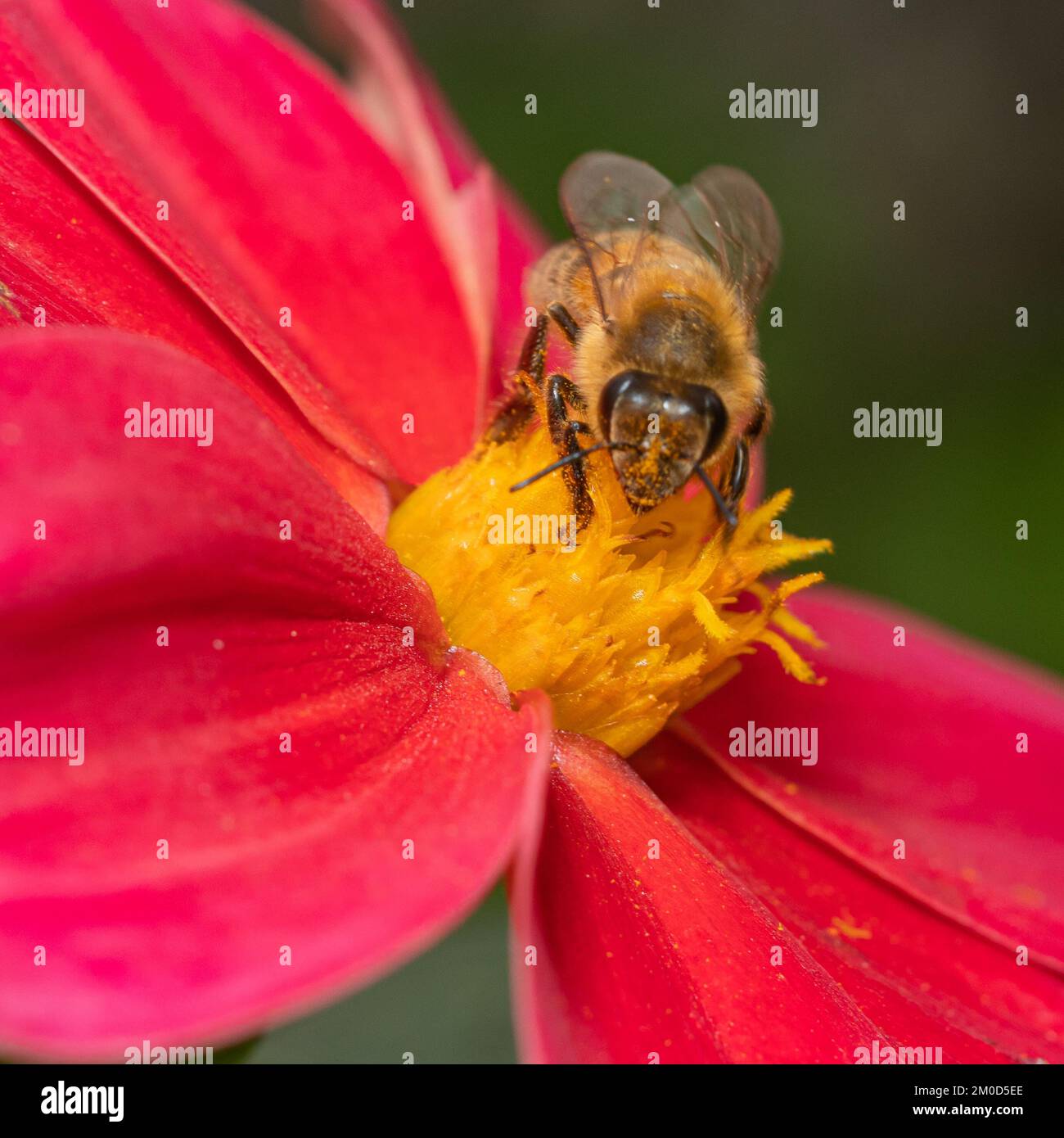 Bee pollinating on red dahlia Stock Photo - Alamy