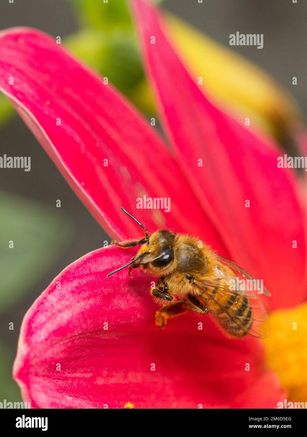 Bee on red dahlia Stock Photo - Alamy