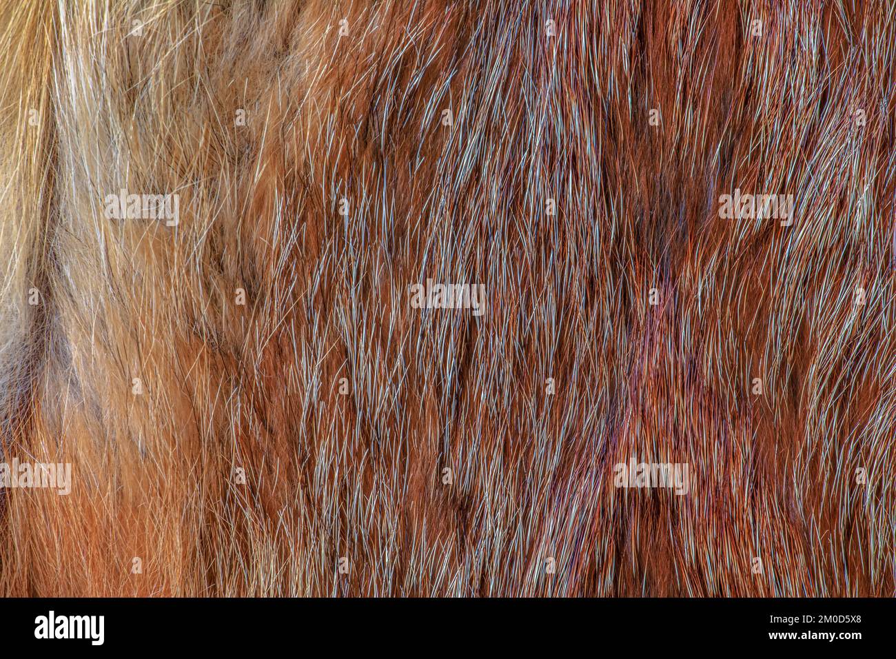 Fox fur close up. Redhead animal fur background, fur pile texture Stock ...