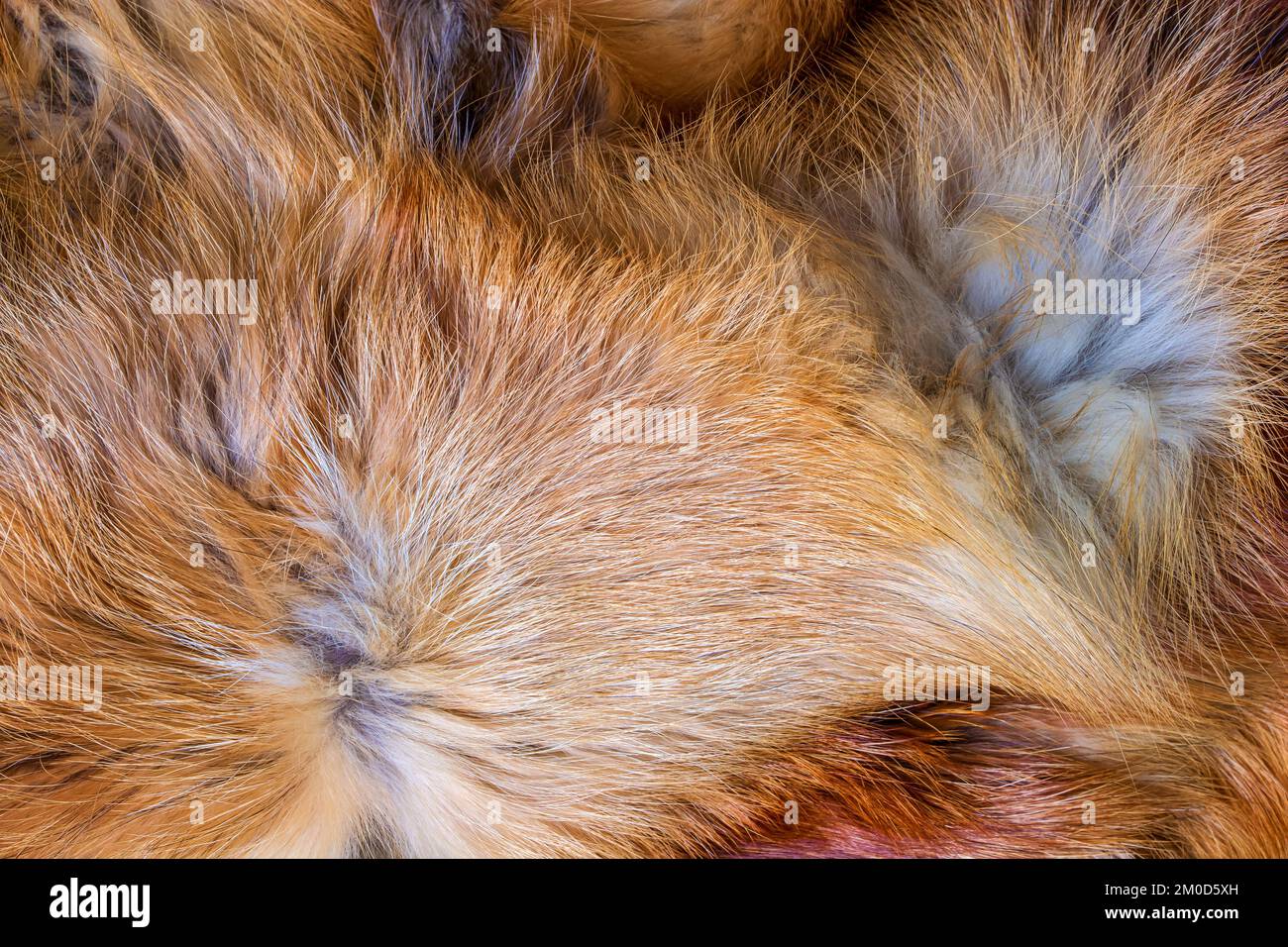 Fox fur close up. Redhead animal fur background, fur pile texture Stock ...