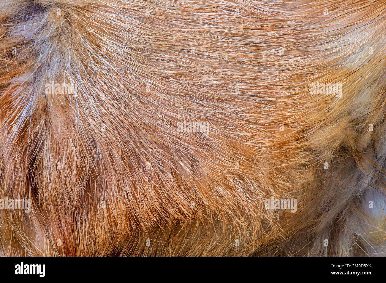 Fox fur close up. Redhead animal fur background, fur pile texture Stock ...