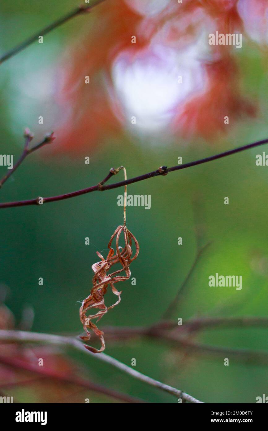 dry maple leaf (Acer palmatum) weathering autumn Stock Photo - Alamy