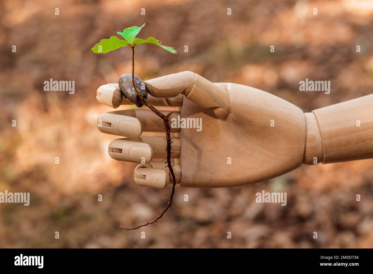 Wooden hand holding a sprouted oak seedling Stock Photo - Alamy