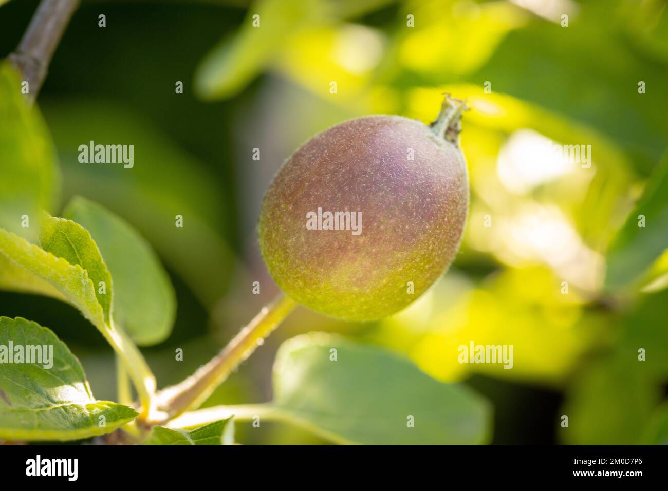 A close up of an immature apple on a blurred, natural background Stock ...