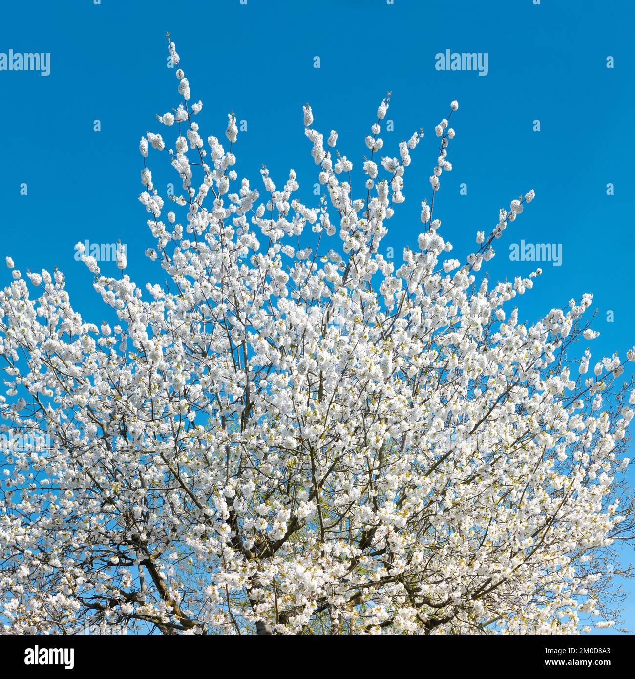 White cherry or apple tree in bloom on a bright day with blue sky ...