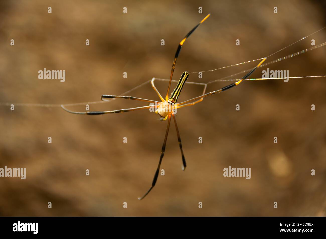 Giant spider hanging from a web hi-res stock photography and images - Alamy