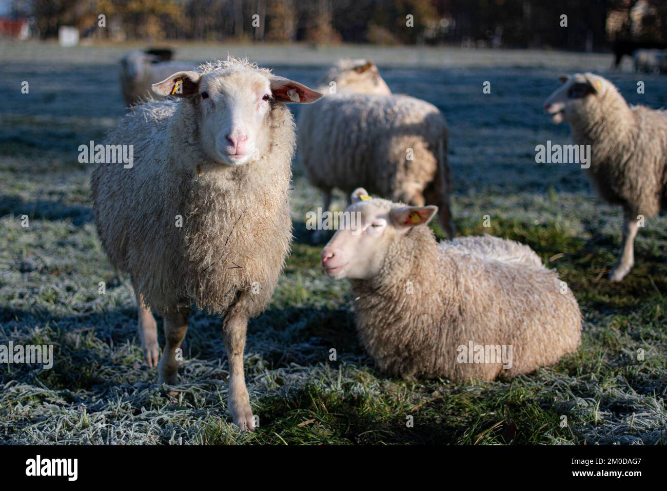 A flock of sheep resting in a field during sunrise Stock Photo - Alamy