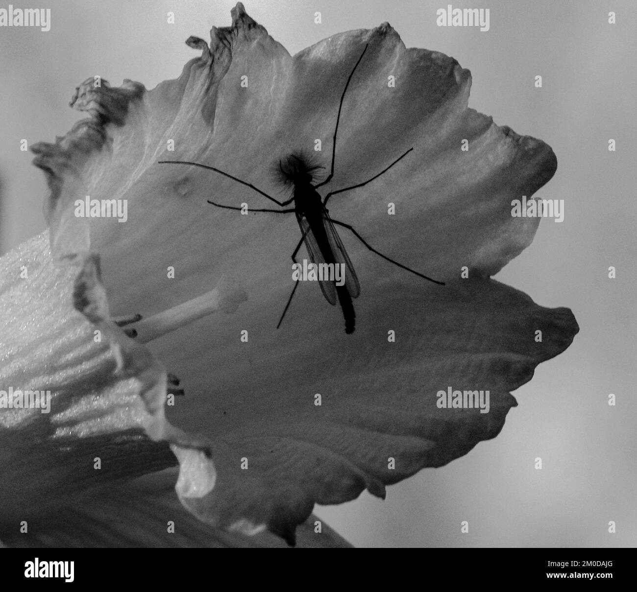 A grayscale closeup of a Mosquito on a flower Stock Photo - Alamy