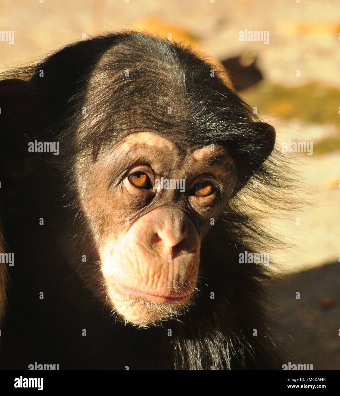 A closeup of a cute chimpanzee looking at the camera in a zoo Stock ...