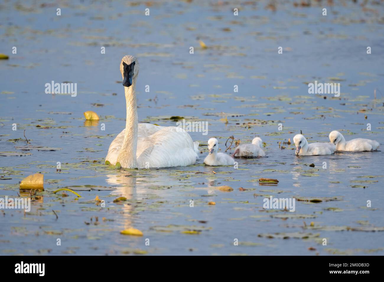 Trumpeter swan (Cygnus buccinator) and cygnets. , Eastern North America ...