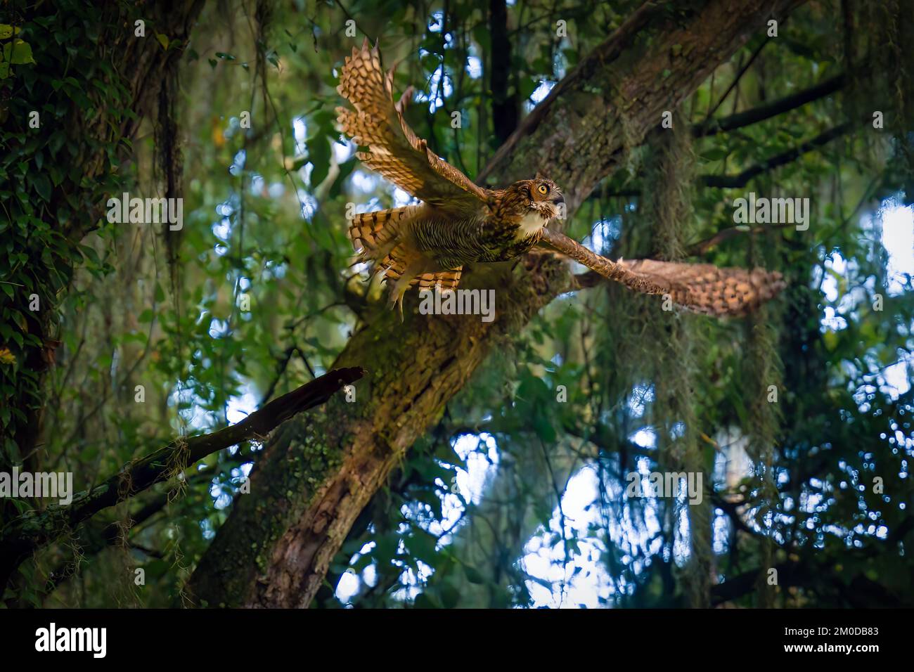 A low angle of a Great horned owl (Bubo virginianus) flying in the ...