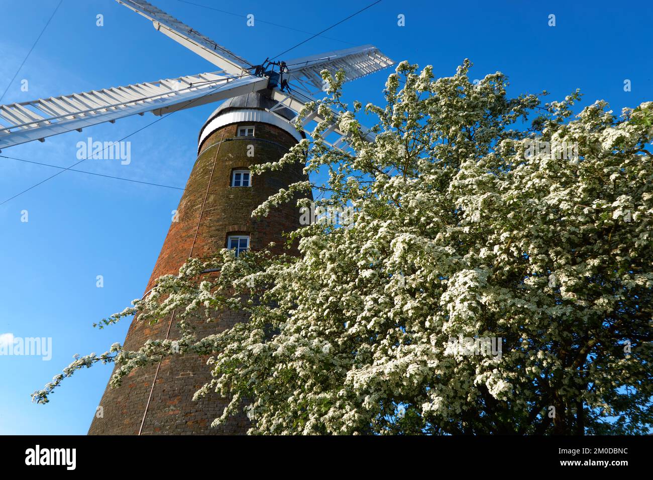 Tree in blossom in front of an old windmill in Stansted Mountfitchet ...