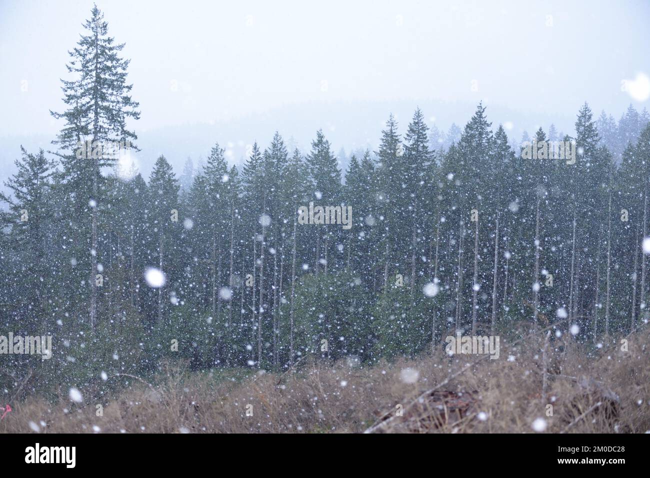 Capitol forest hi-res stock photography and images - Alamy