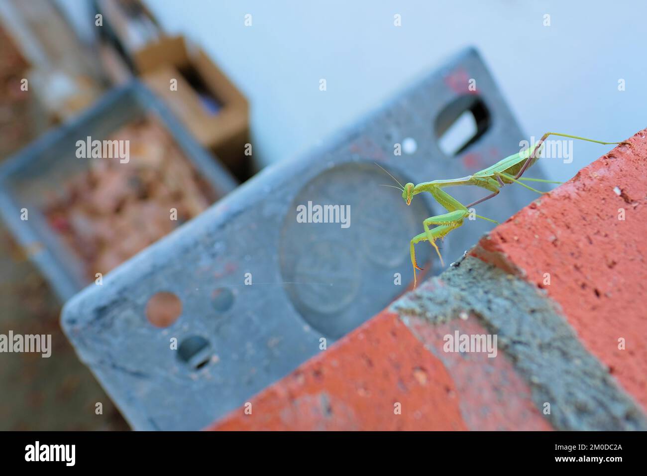 Praying mantis on a brick wall in a home exterior with ladder in ...