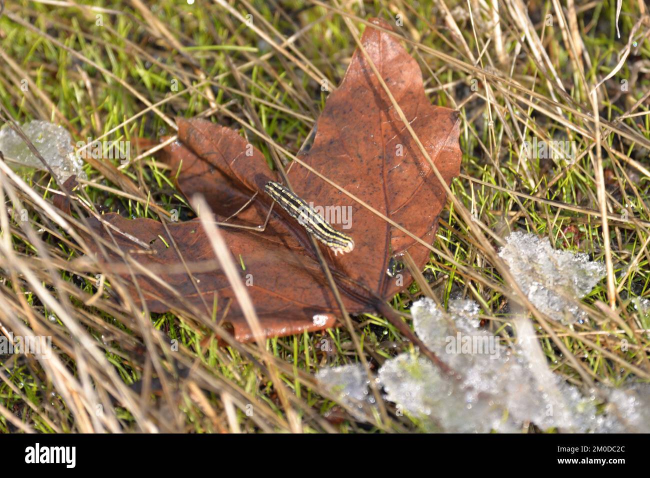 The late bloomer hi-res stock photography and images - Alamy