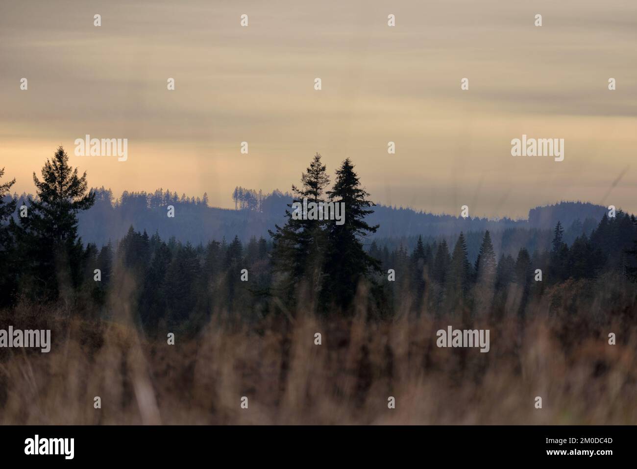 Capitol forest olympia hi-res stock photography and images - Alamy