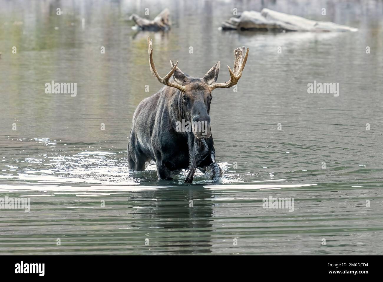 Bull moose (Alces alces) wading in Maroon Lake , morning, Maroon Bells ...