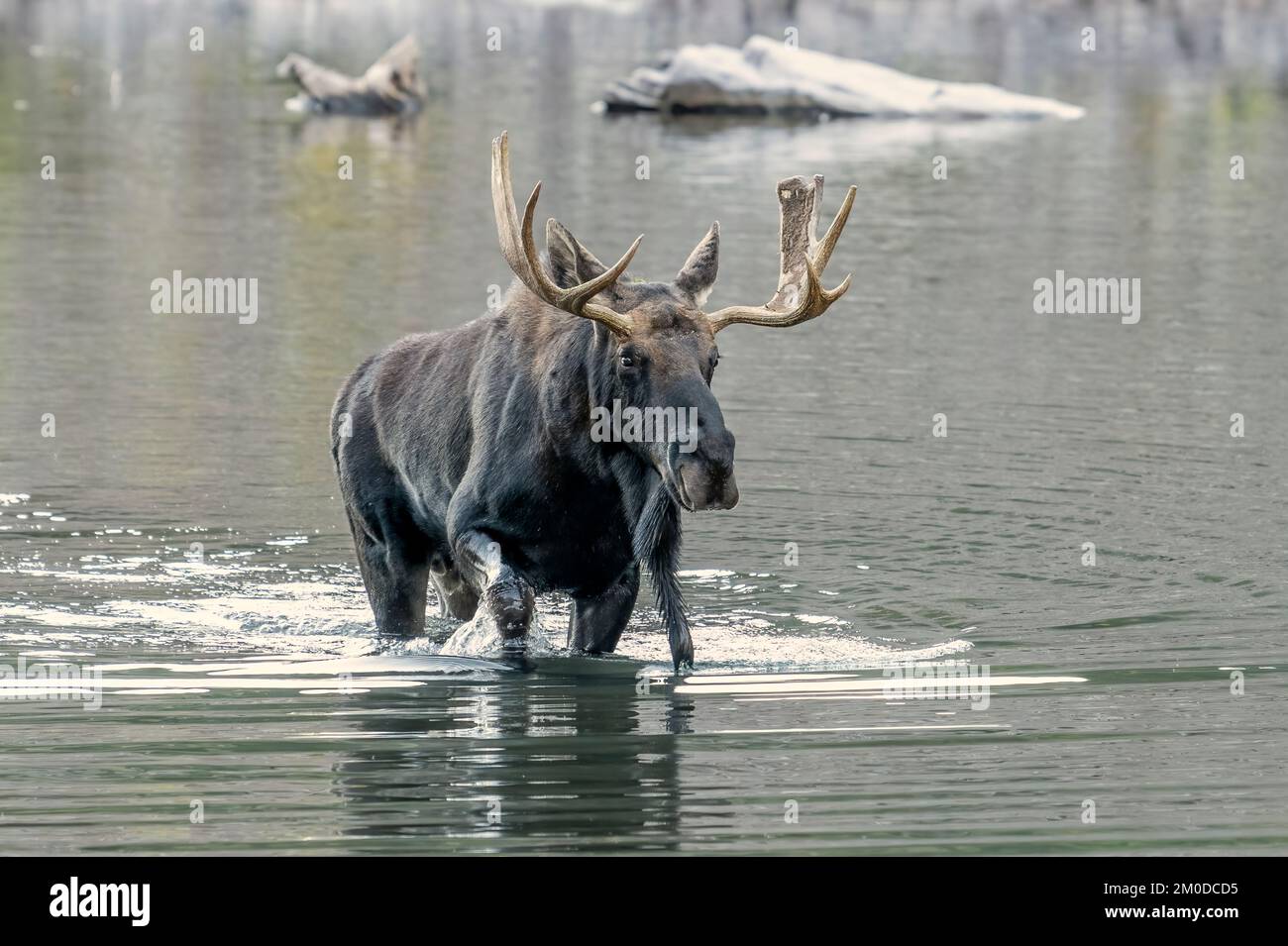 Bull moose (Alces alces) wading in Maroon Lake , morning, Maroon Bells ...