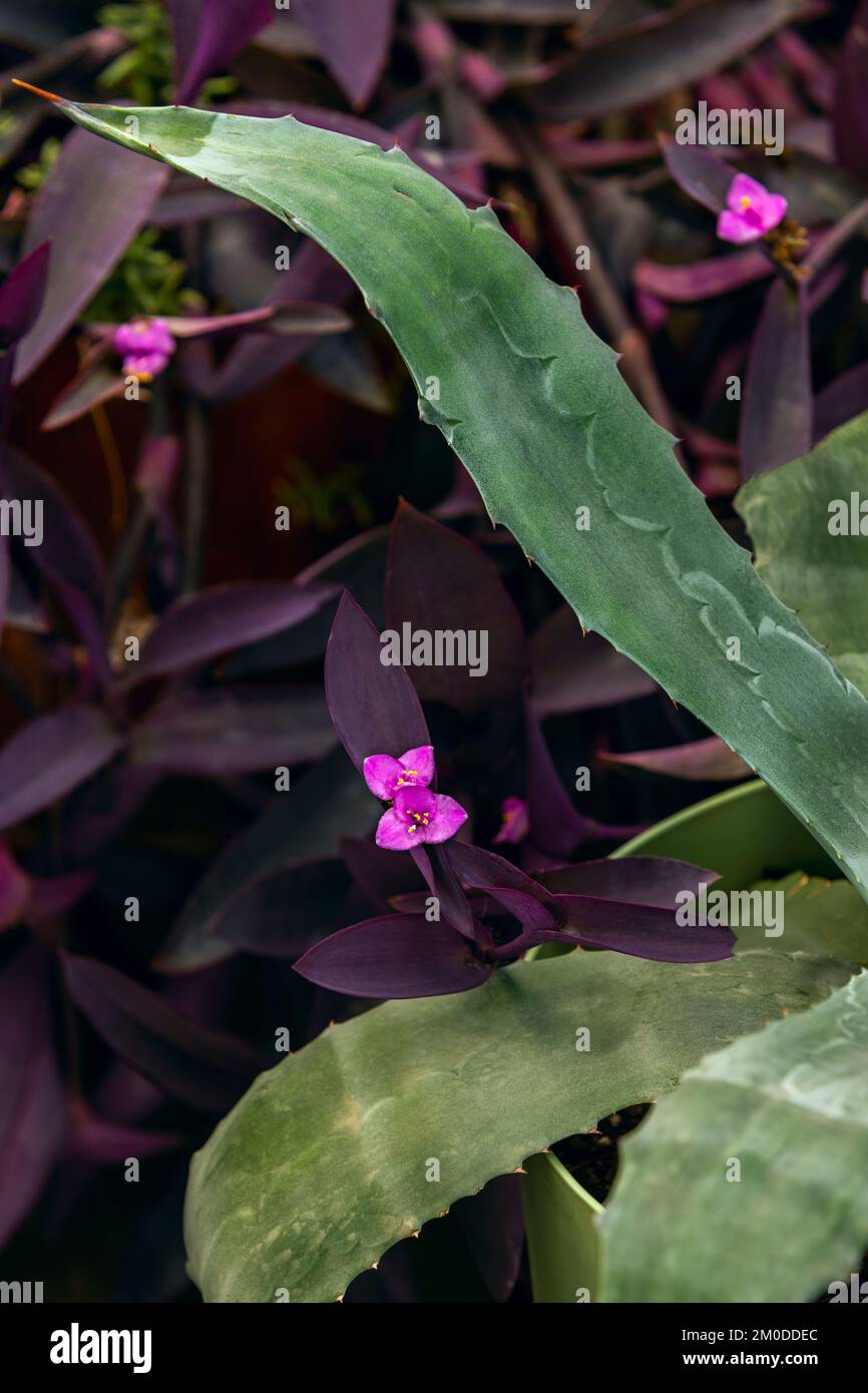 Temperate herb hi-res stock photography and images - Alamy