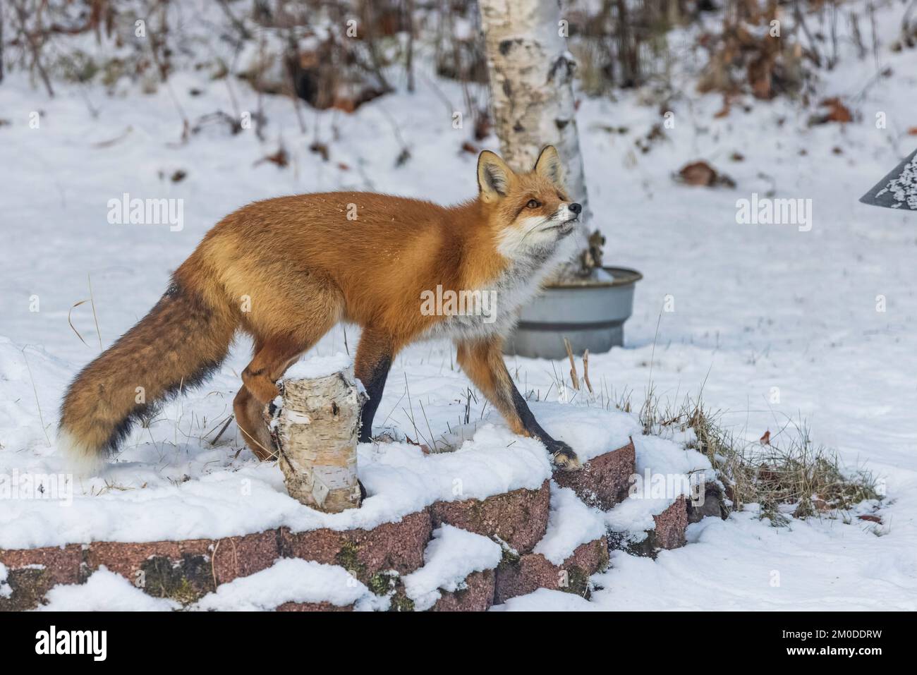 A Young Red Fox During Winter in Alaska Stock Photo - Alamy
