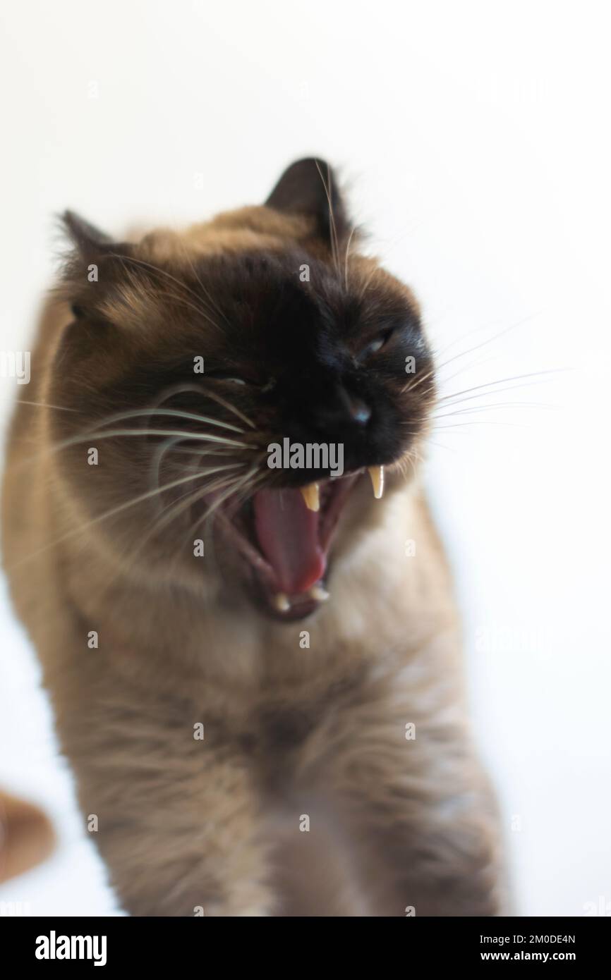Siamese mad Cat with mouth open ready to fight or attack. Cat fight ...