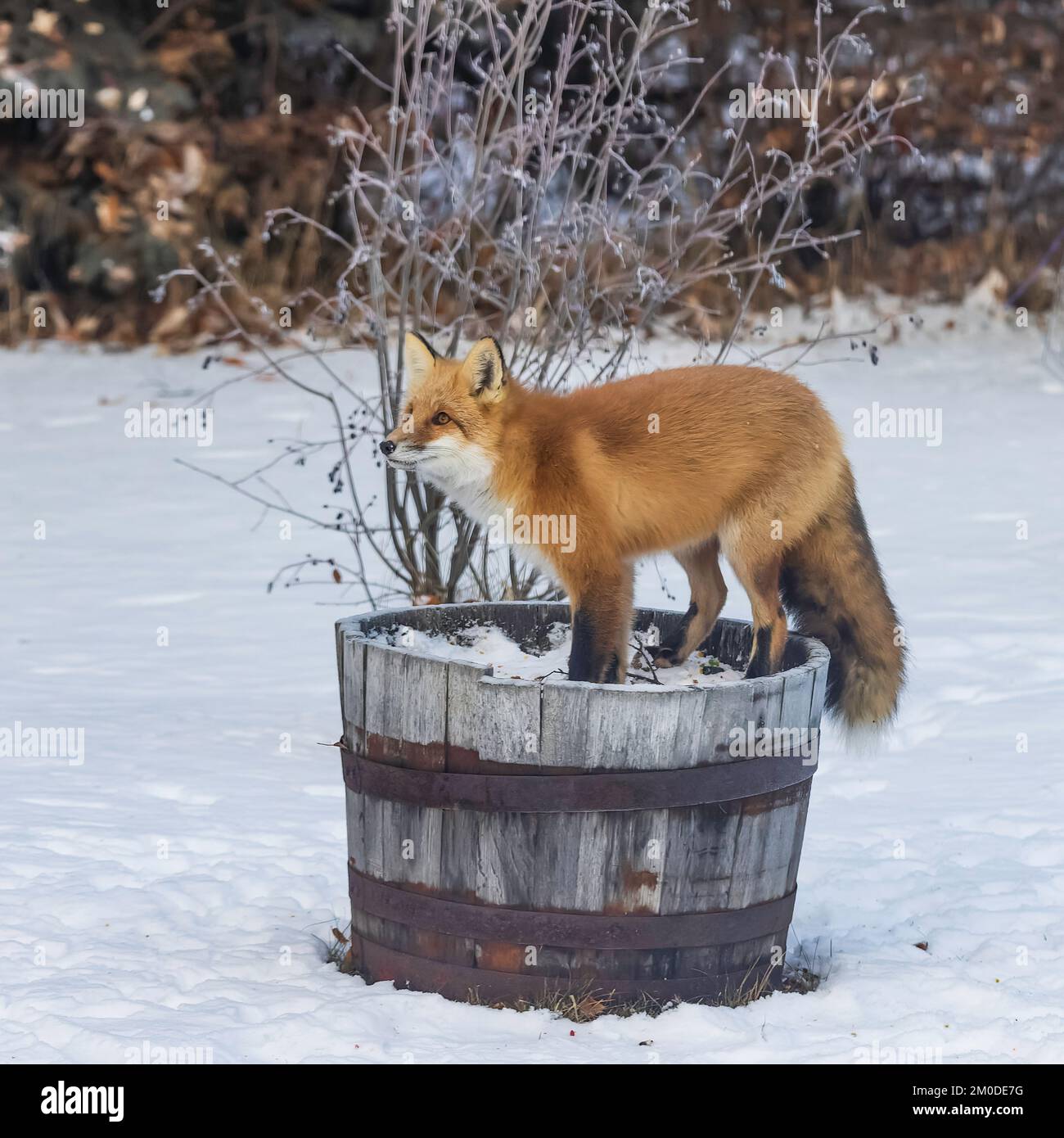 Red fox arctic fox standing hi-res stock photography and images - Alamy