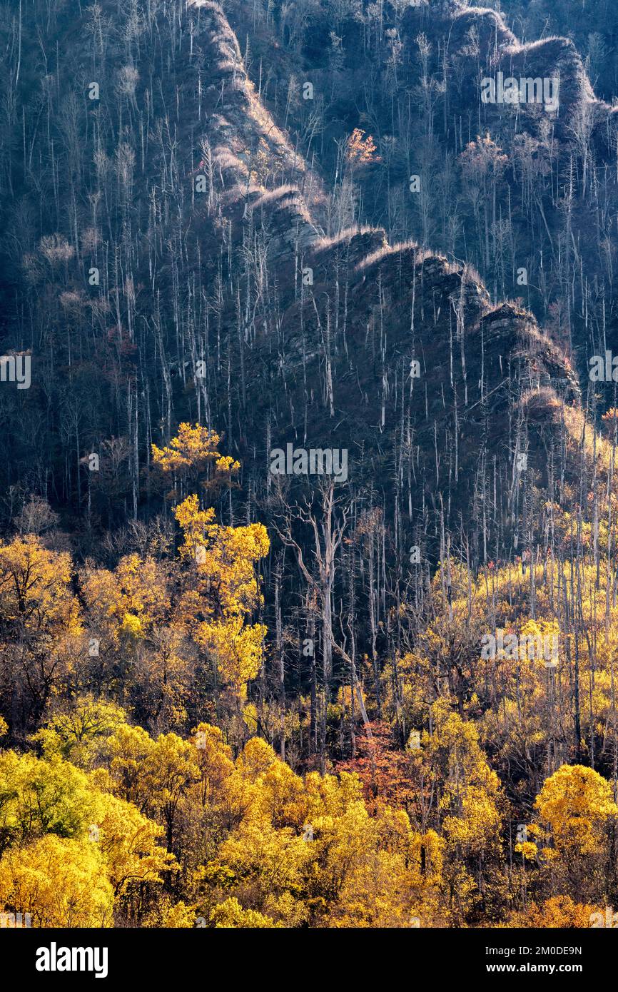 Autumn colors in Great Smoky Mountains NP, TN, USA,against old burnt ...