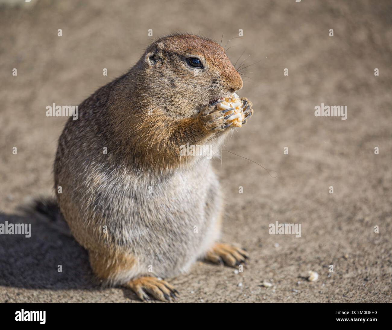 Arctic gopher hi-res stock photography and images - Alamy