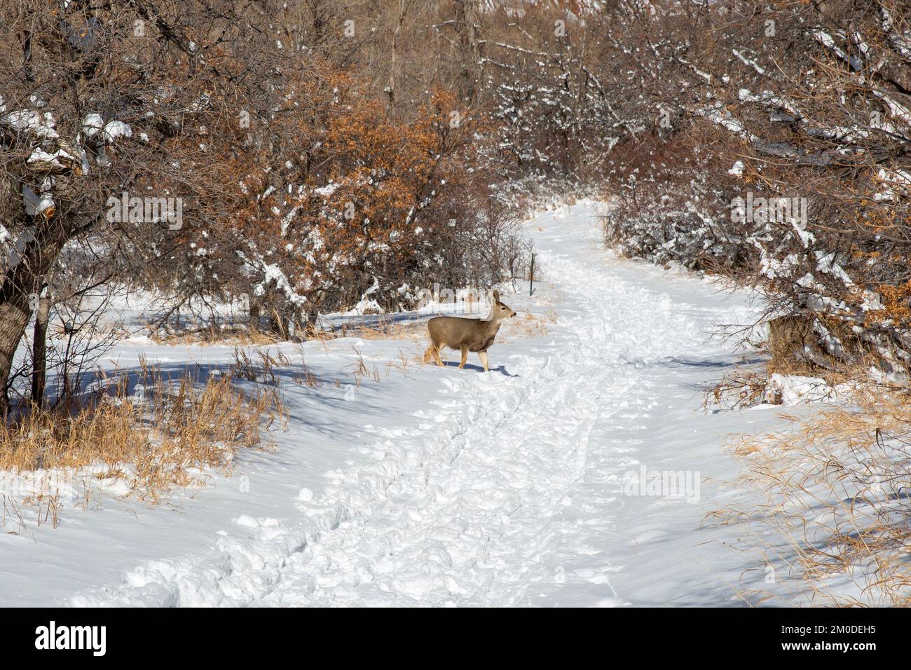 Mule deer on the hiking trail at Roxborough State Park in Colorado ...