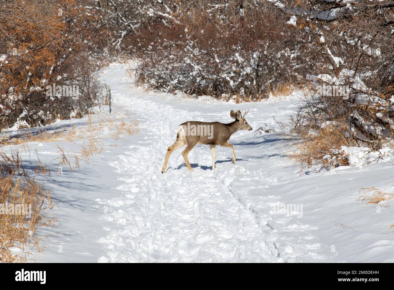Mule deer on the hiking trail at Roxborough State Park in Colorado ...